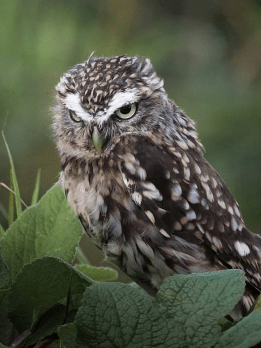 Hawk Walks NI | Professional Falconry Experiences in Northern Ireland