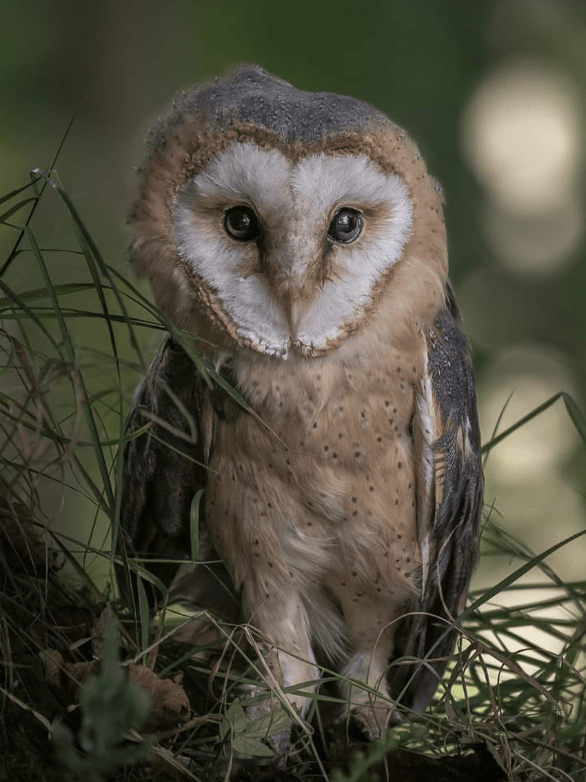 Hawk Walks NI | Professional Falconry Experiences in Northern Ireland
