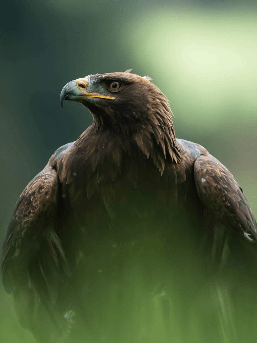 Hawk Walks NI | Professional Falconry Experiences in Northern Ireland